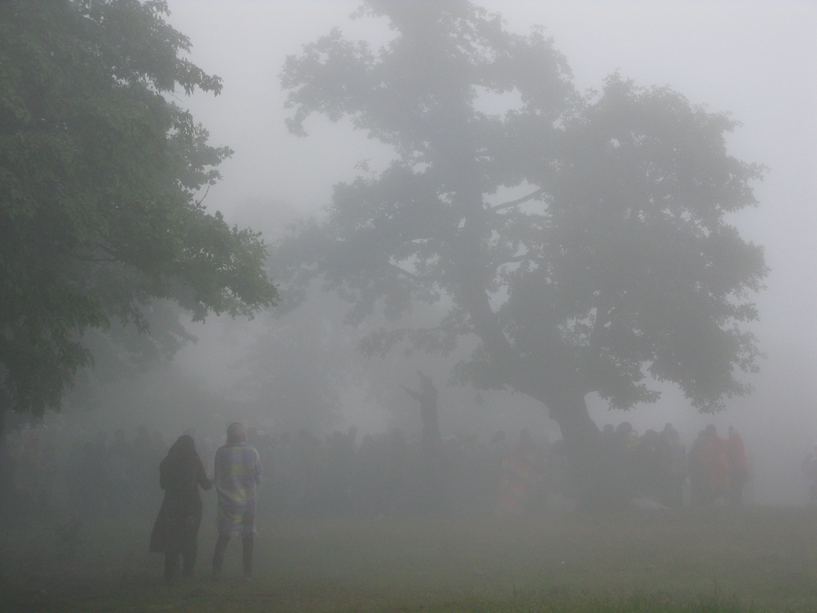 Wallpaper : fog, mist, tree, morning, haze, atmosphere of earth ...