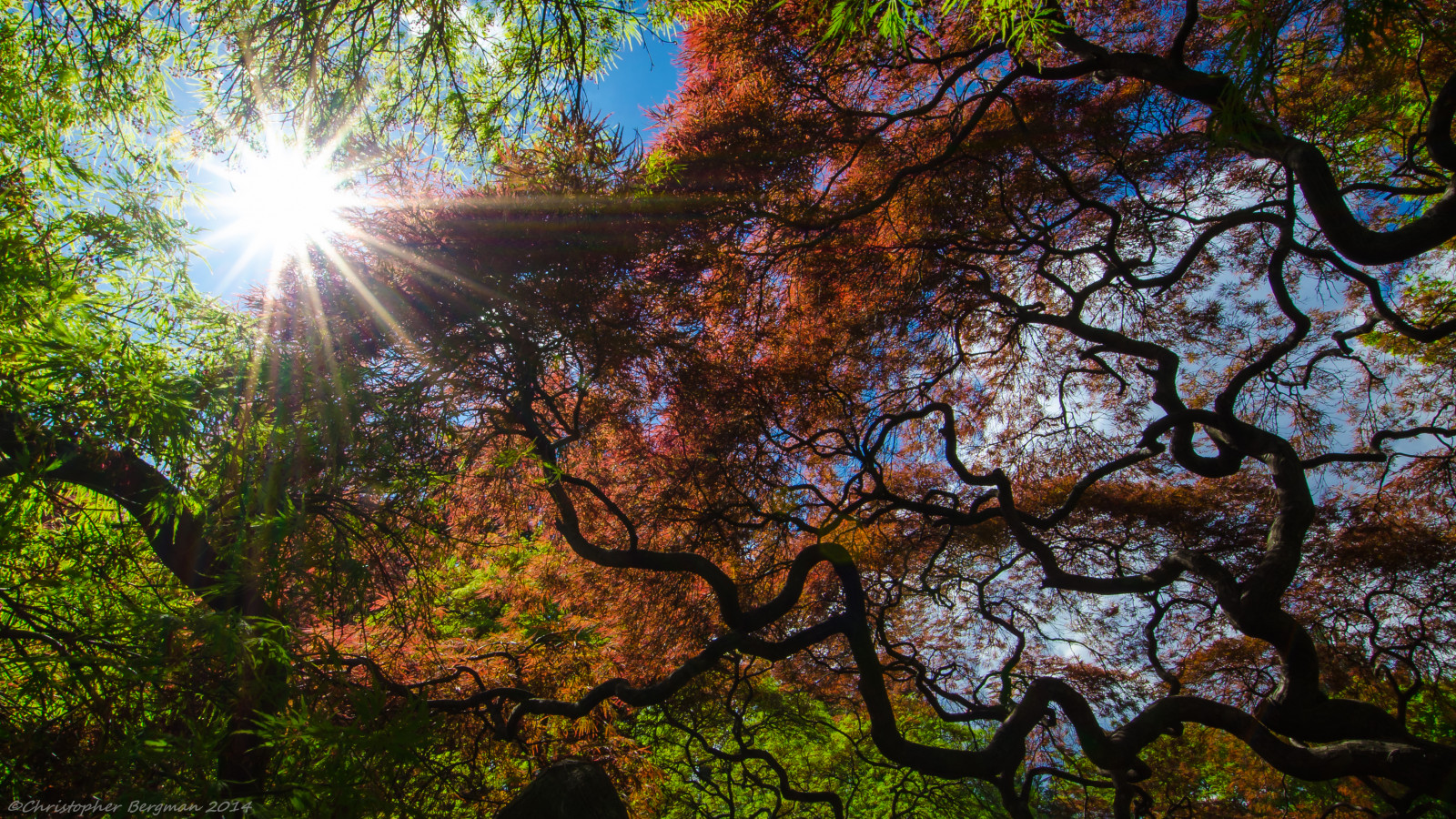 Ingyenes háttérképek : piros, japán, tavaszi, juharfa, az én legjobb ...