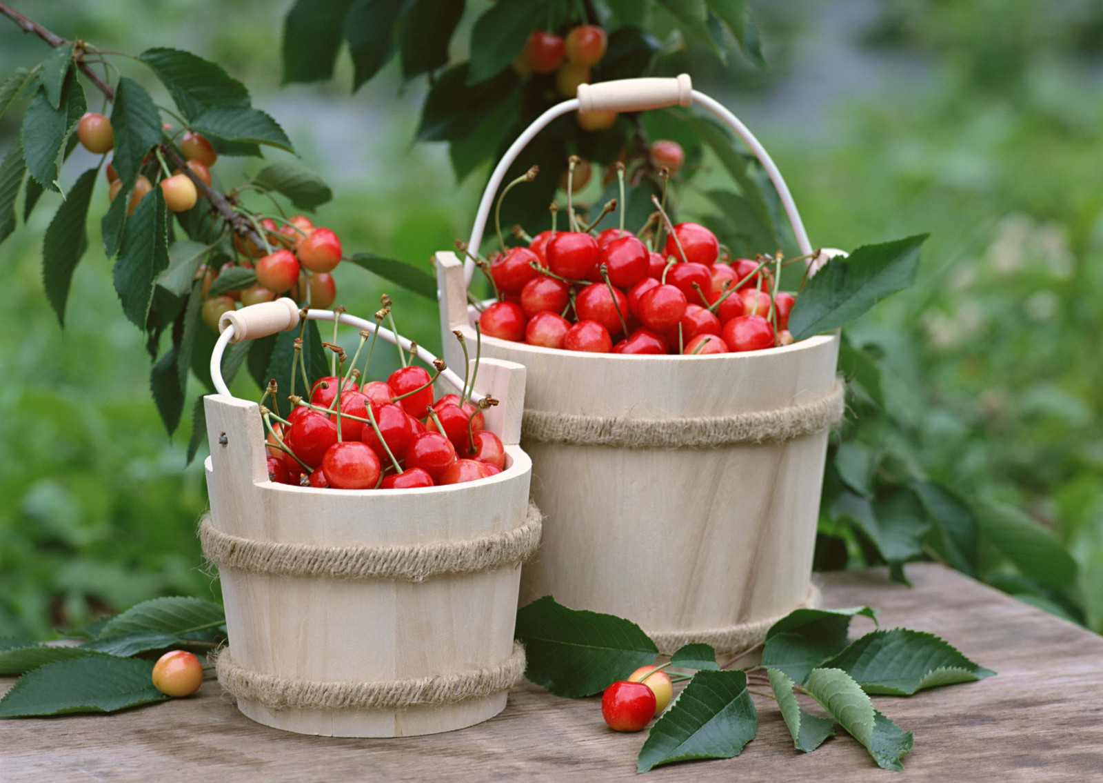 Wallpaper : cherry, bucket, harvest 2950x2094 - wallhaven - 1035016 ...