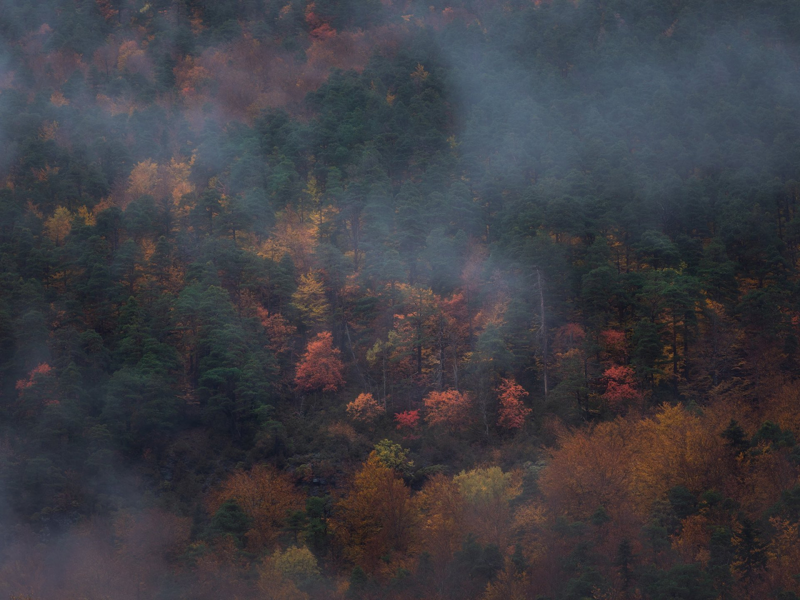 Wallpaper : landscape, nature, trees, forest, fall, mist 1920x1440 ...