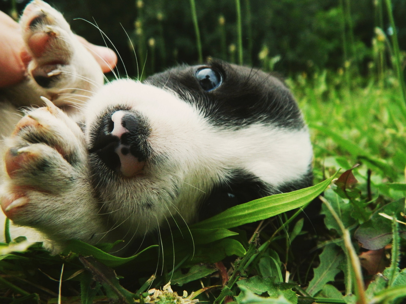 Tapety : zvěř, milovat, tráva, Pes, dítě, kníry, roztomilý, štěně, psi ...