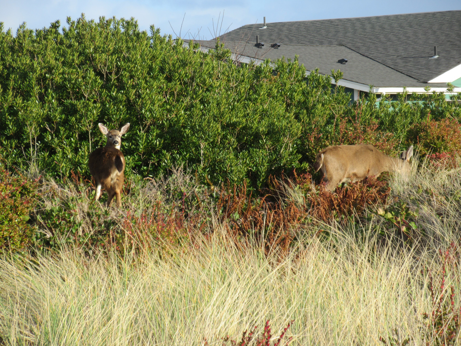 Wallpaper : wildlife, fauna, ecosystem, nature reserve, pasture ...