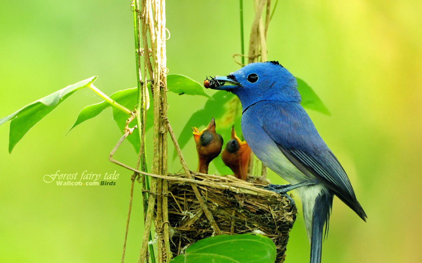 Wallpaper : 1920x1200 px, baby, birds, blue, flycatchers, wildlife ...