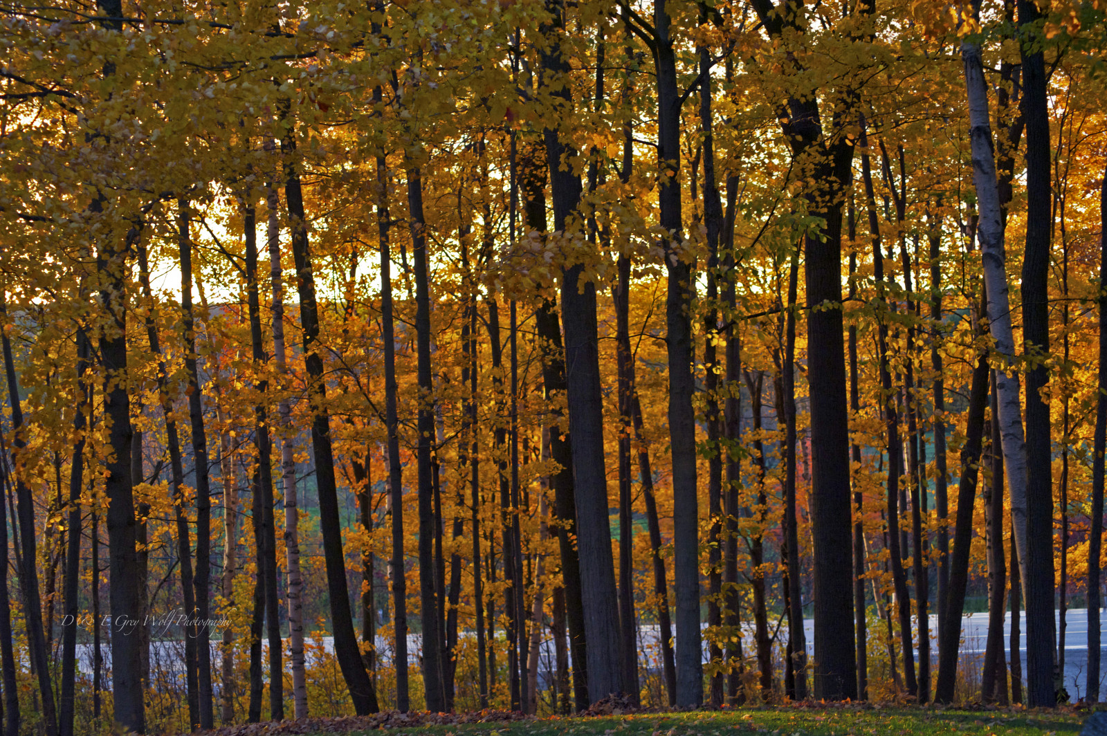 Wallpaper : autumn, trees, sunset, Sun, Ontario, fall, nature, leaves ...