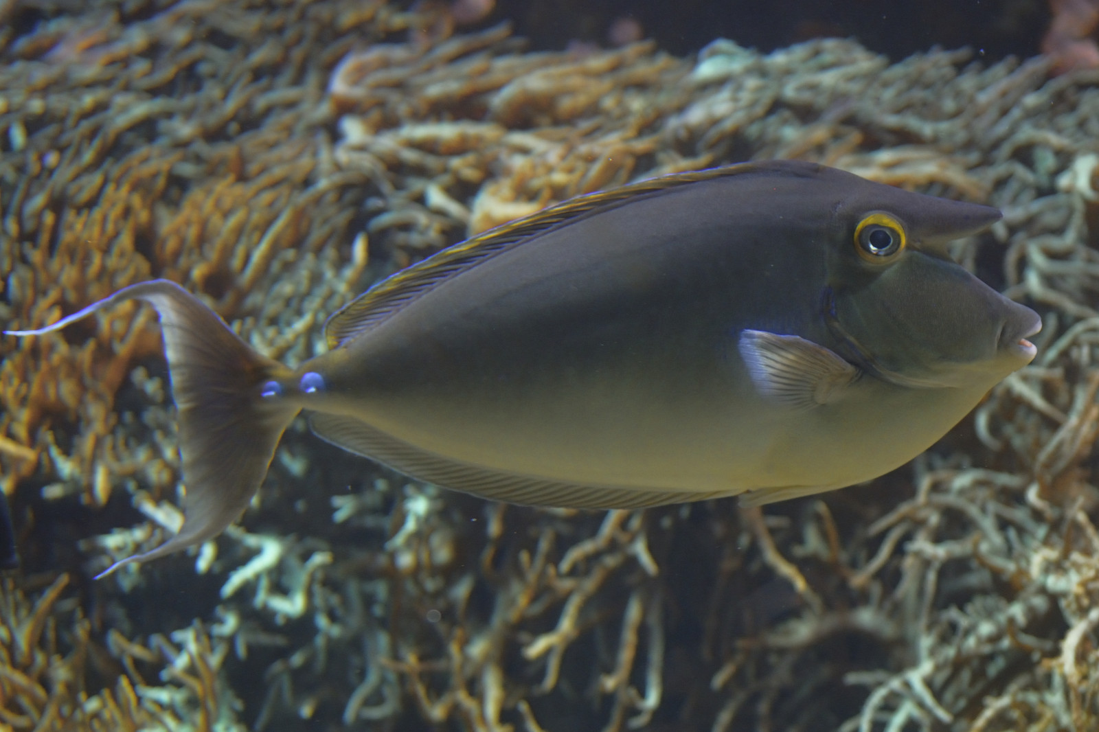 Wallpaper : fish, Germany, deutschland, aquarium, Nikon, fisch, poisson ...