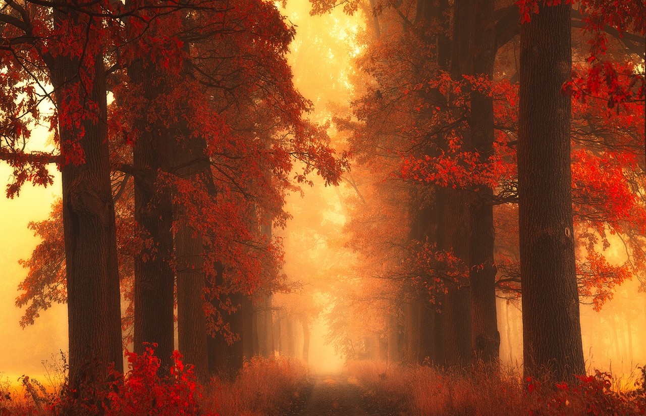 Wallpaper : pohon, pemandangan, hutan, jatuh, Daun-daun, alam, merah ...