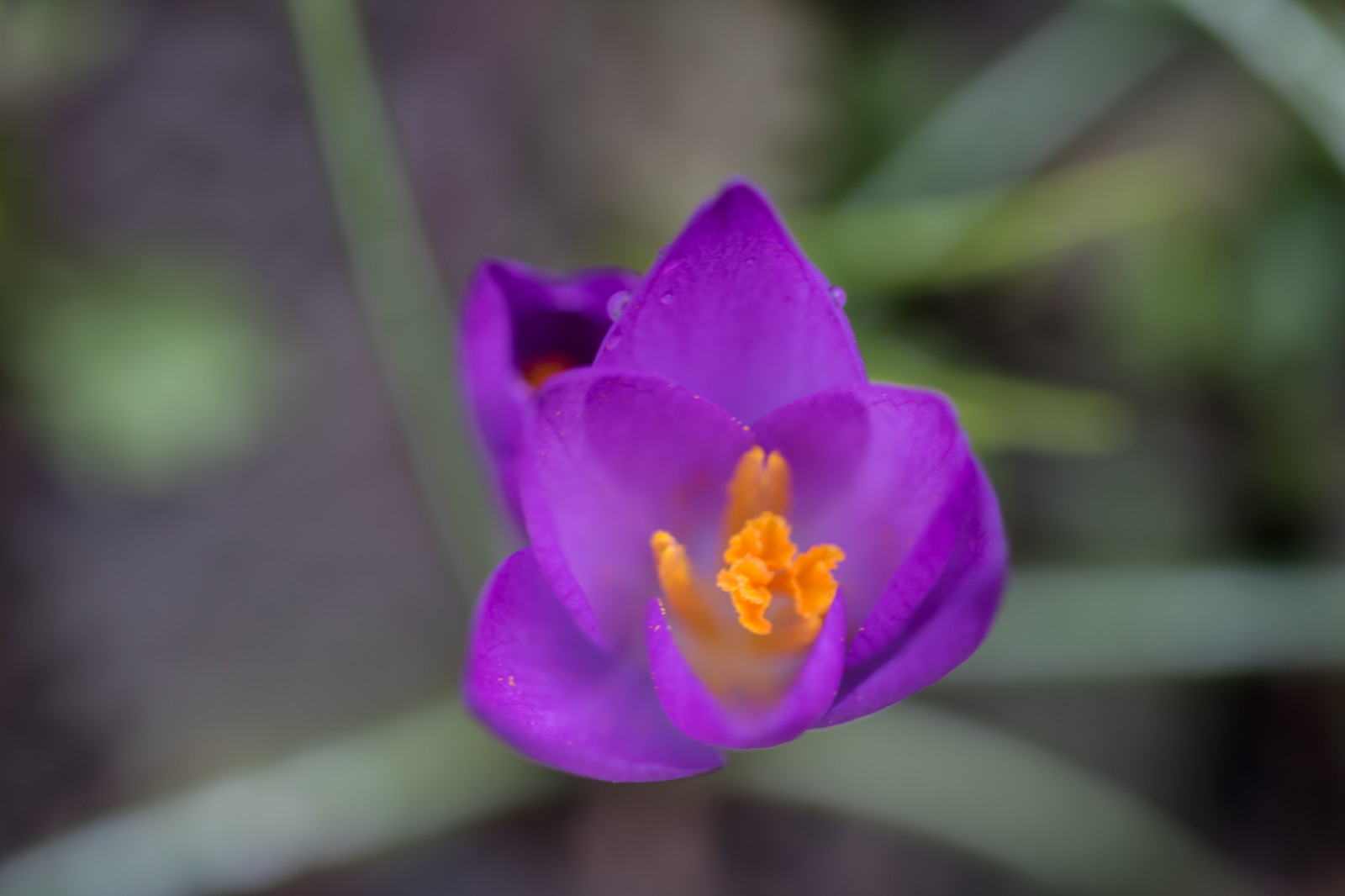 Imagini de fundal : galben, inflori, arc, şofran, floare, plantă, floră ...