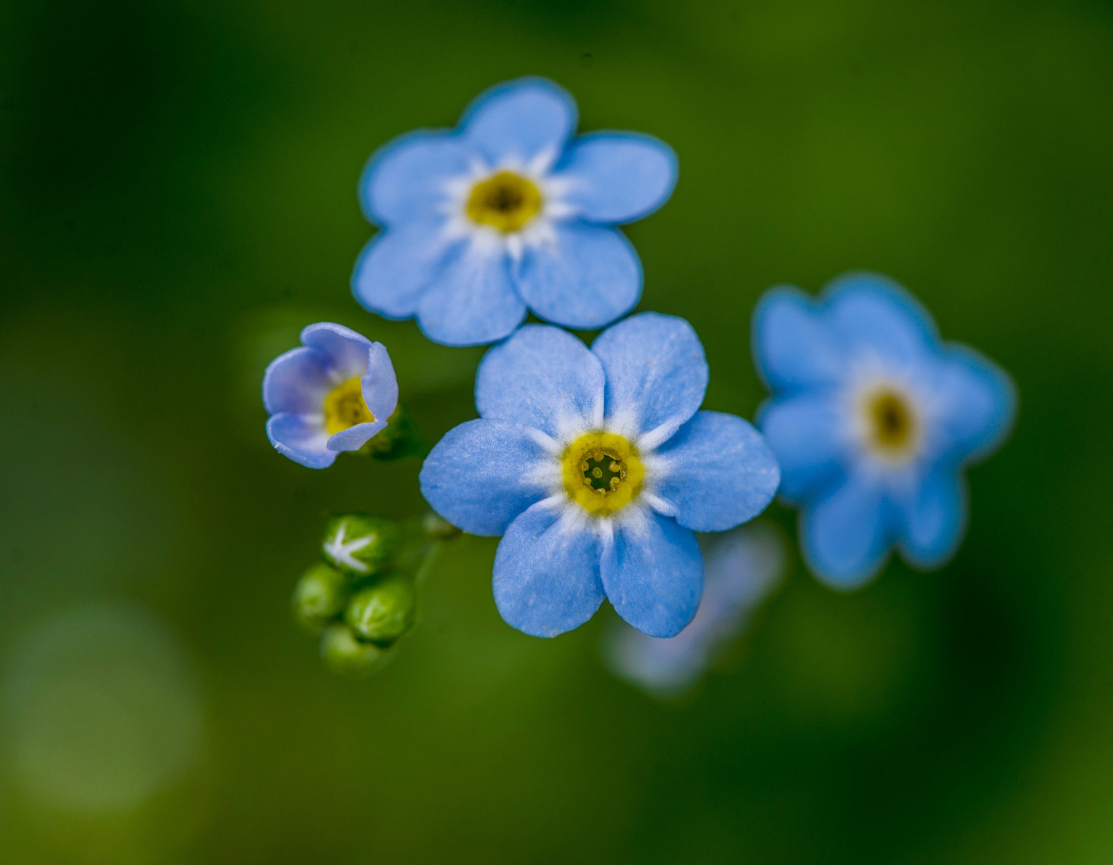 Wallpaper : bunga-bunga, biru, makro, hijau, SENI, alam, Nikon, jangan ...