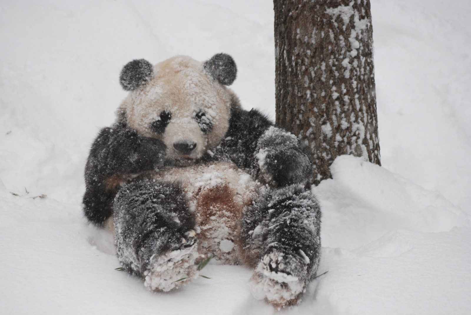 Wallpaper : snow, winter, fur, Zoo, DC, washington, bear, abigfave ...