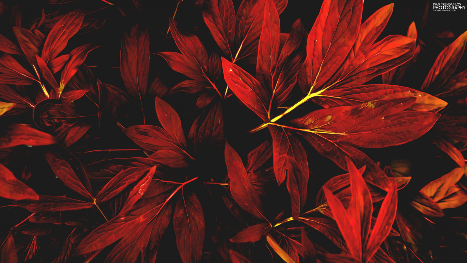 Wallpaper : Daun-daun, alam, merah, jatuh, Ivan Trendafilov 2560x1440 ...