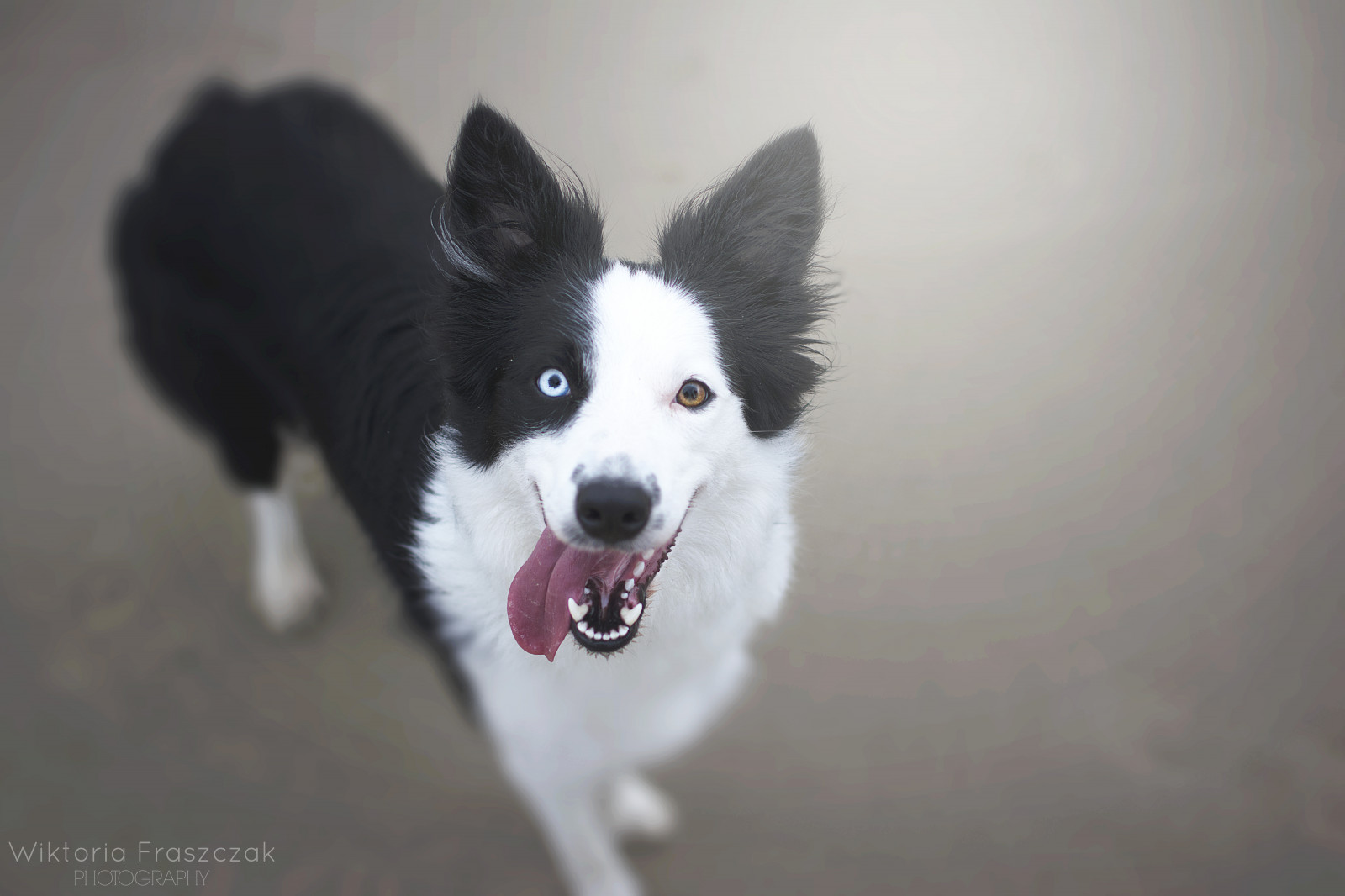 Tapety : Pes, dogphotography, letní, domácí zvíře, venkovní, mimo ...