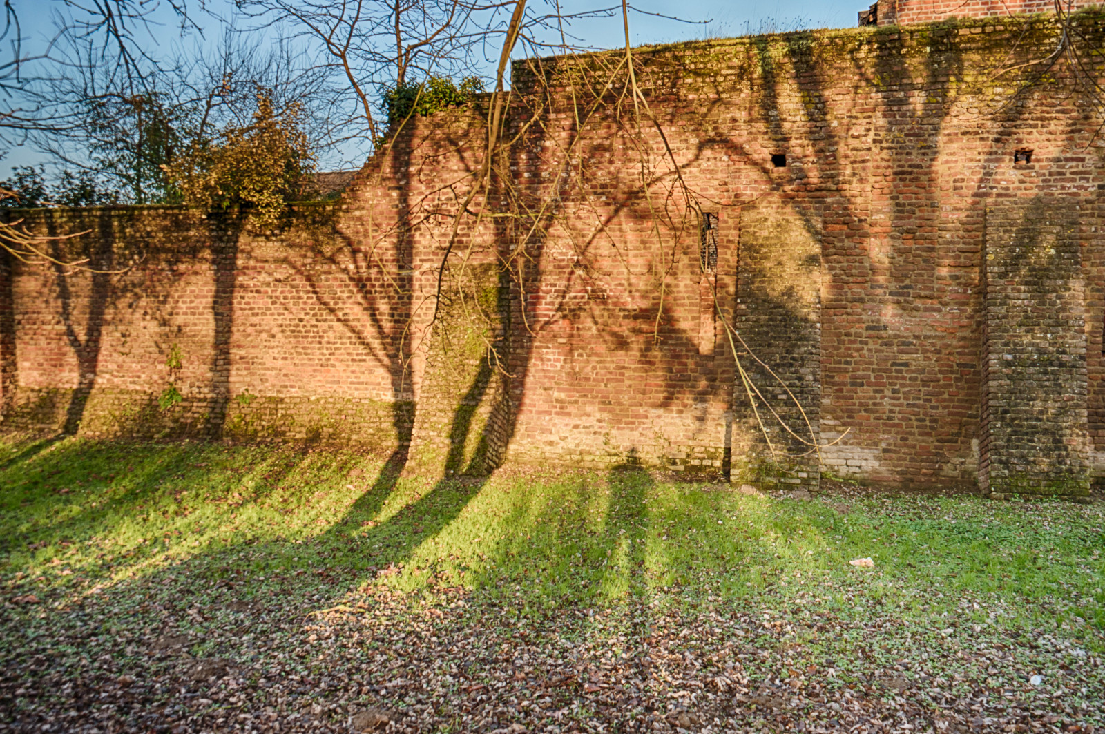 Masaüstü : duvar, Ağaç, Yaprak, gökyüzü, Ot ailesi, Şube, Kırsal alan ...