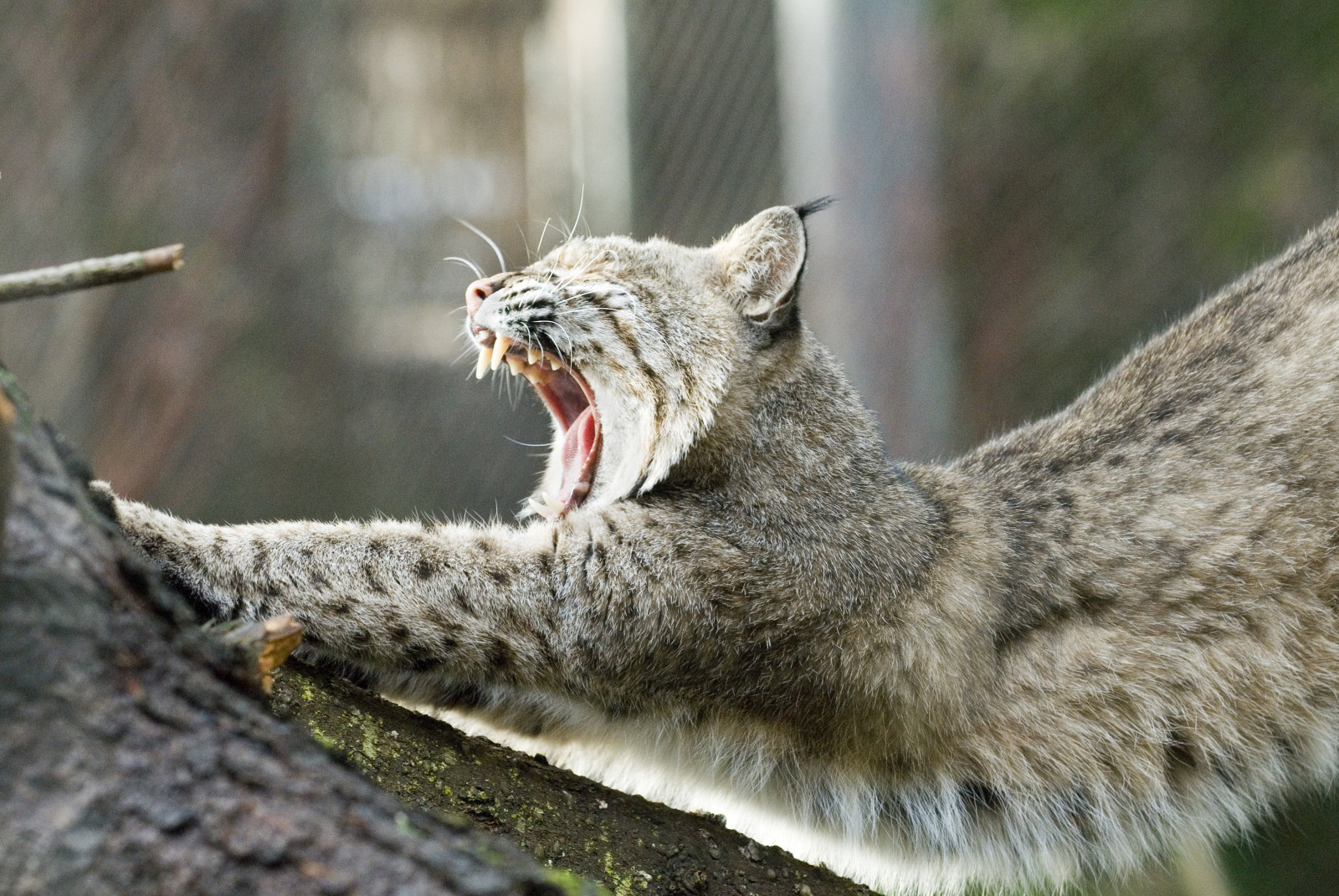 Wallpaper : 4096x2742 px, Jaws, lynx, teeth, tree, yawning 4096x2742 ...