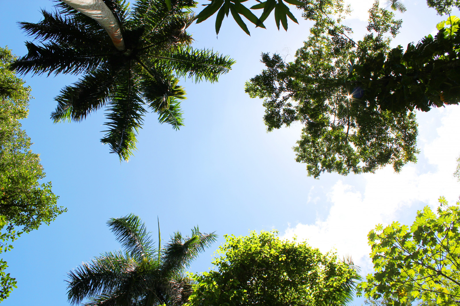 Wallpaper : sunlight, trees, sea, nature, sky, branch, calm, green ...