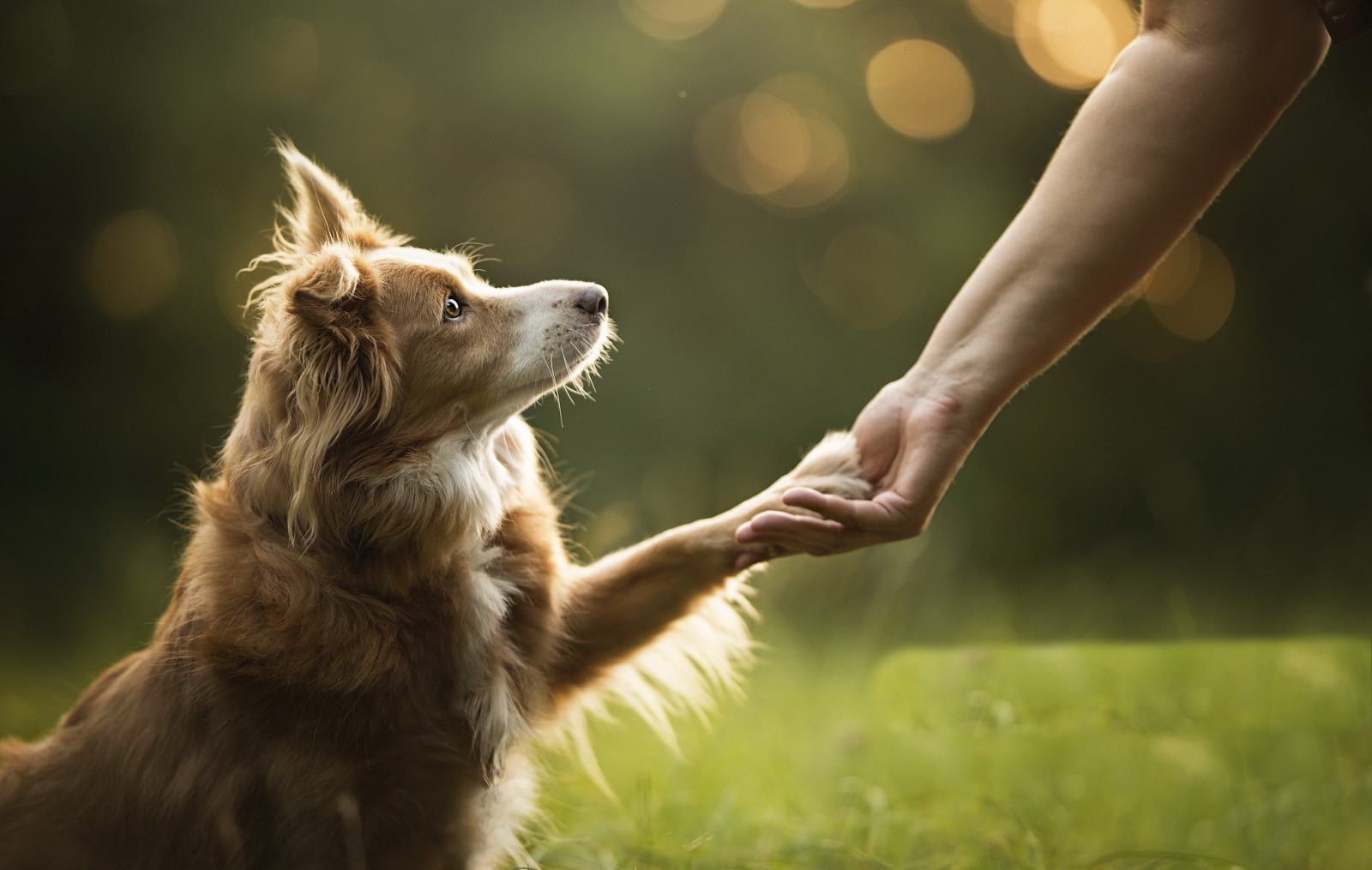 Wallpaper : dog, animals 2048x1300 - WallpaperManiac - 1276147 - HD ...