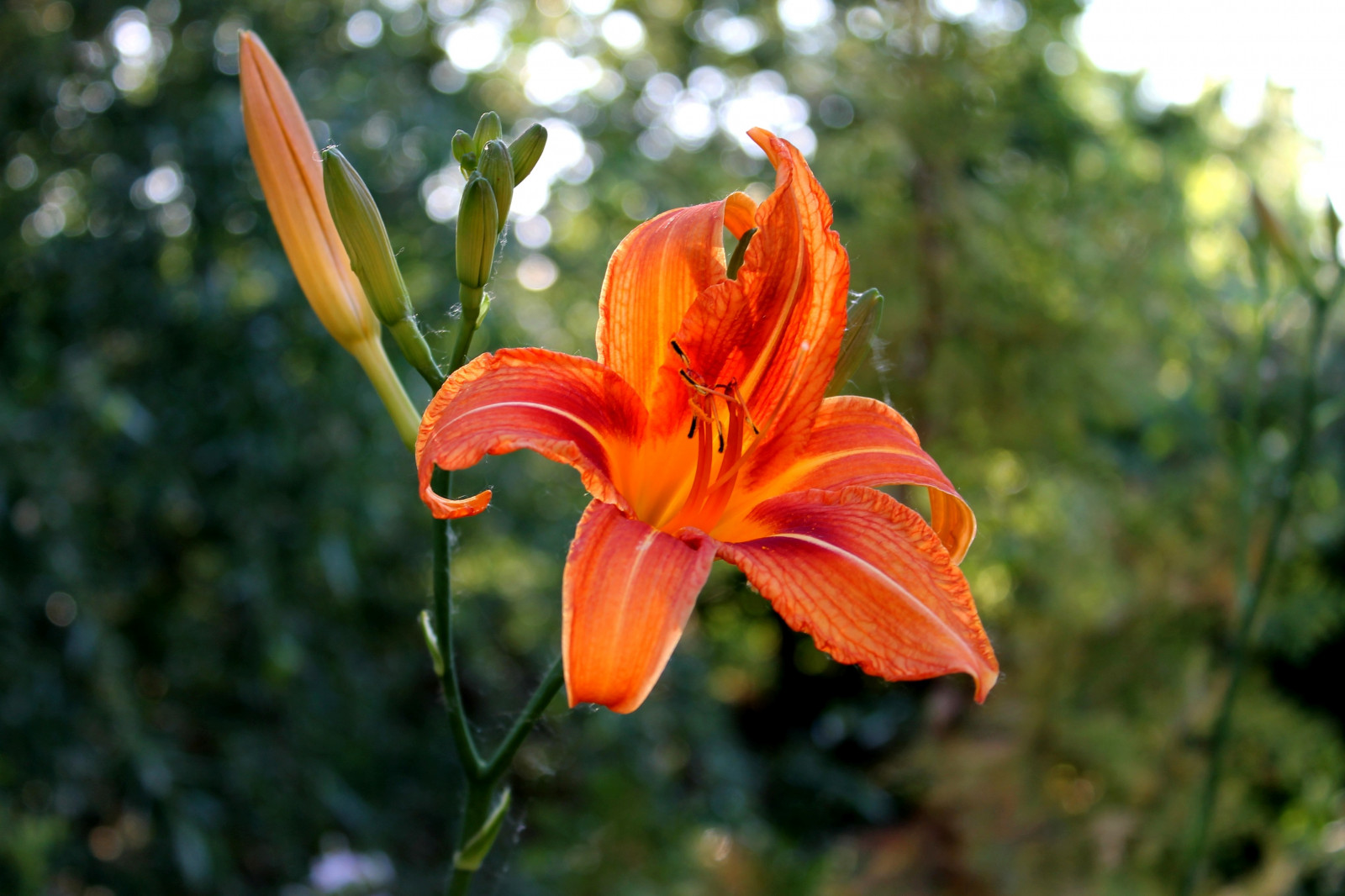 Wallpaper : bunga-bunga, daylily, musim gugur, menanam, bunga bakung ...