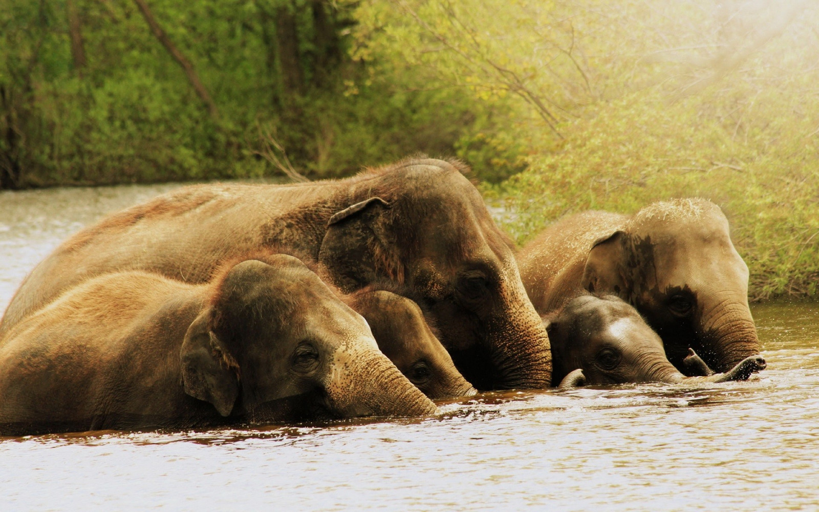 Elephant Wild Animals Nature