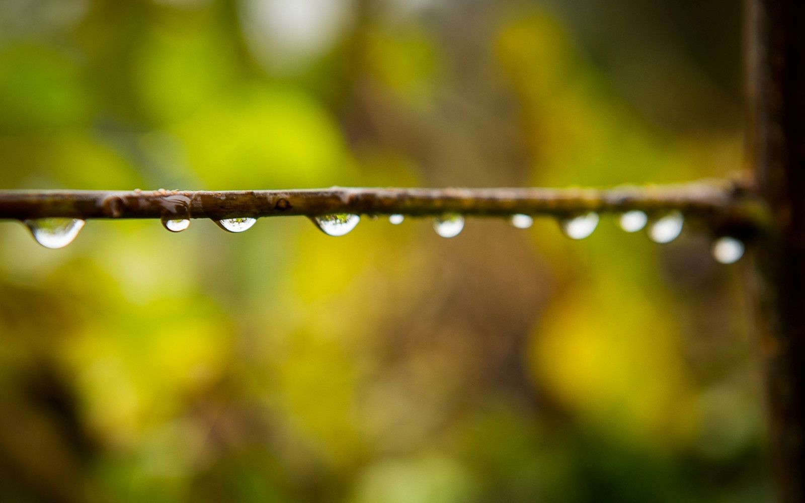 Wallpaper Sunlight Nature Grass Water Drops Branch Green Yellow