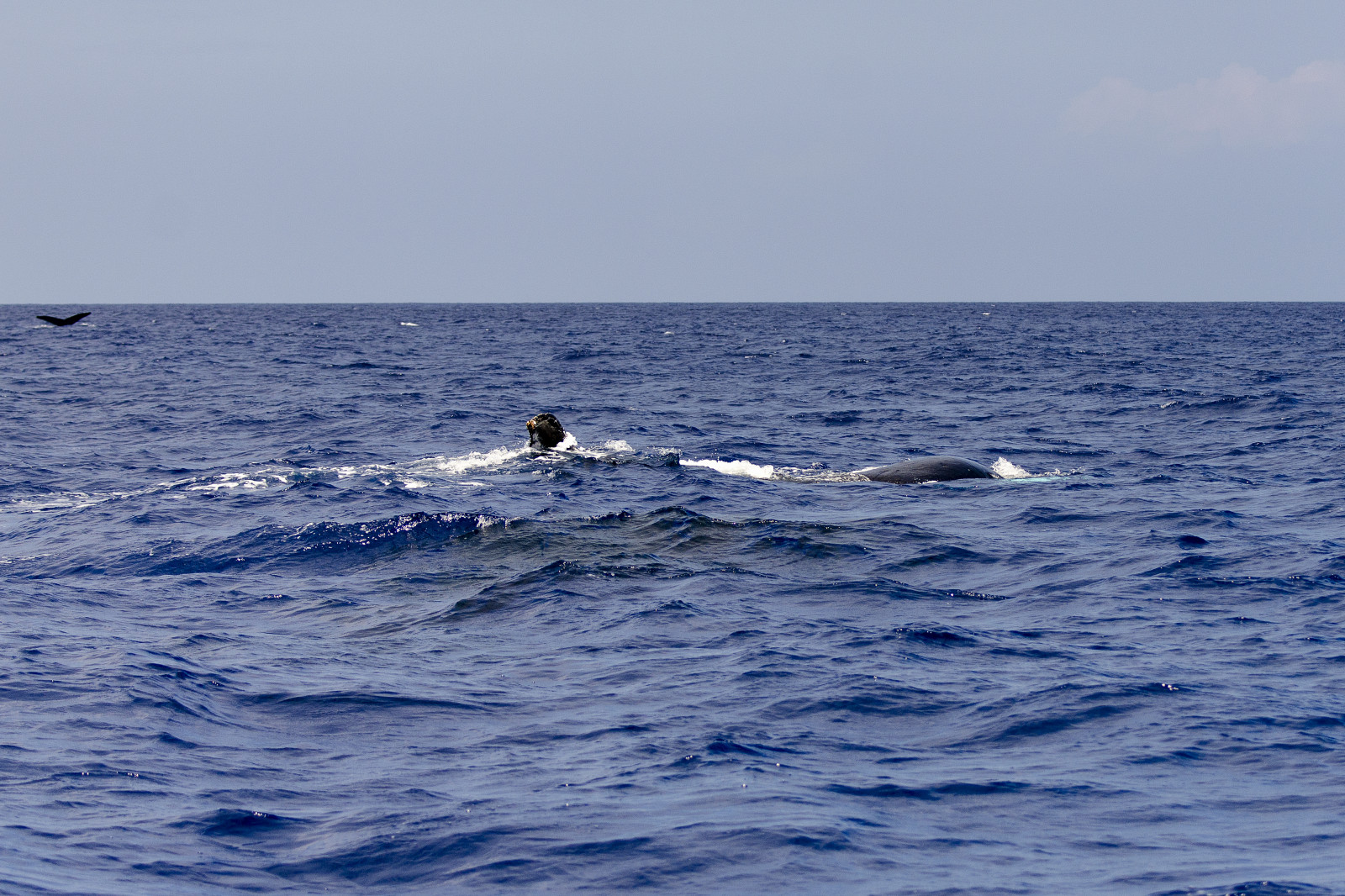 Taustakuvat : valtameri, elämä, villi, Yhdysvallat, vesi, eläin ...
