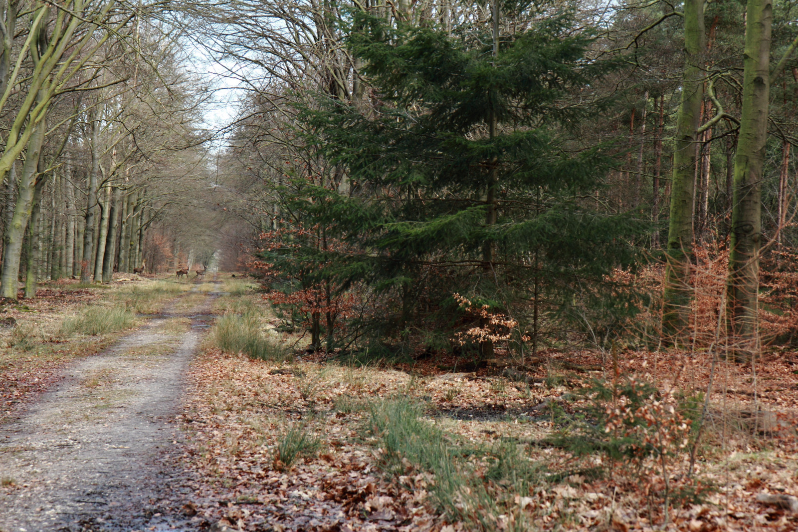 배경 화면 : 생태계, 삼림지, 통로, 나무, 초목, 자연 보호 구역, spruce fir forest, 온화한 넓은 잎과 혼합 ...