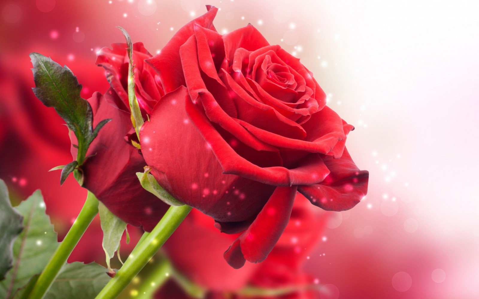 Wallpaper : 1920x1200 px, flowers, love, romance, roses 1920x1200 ...
