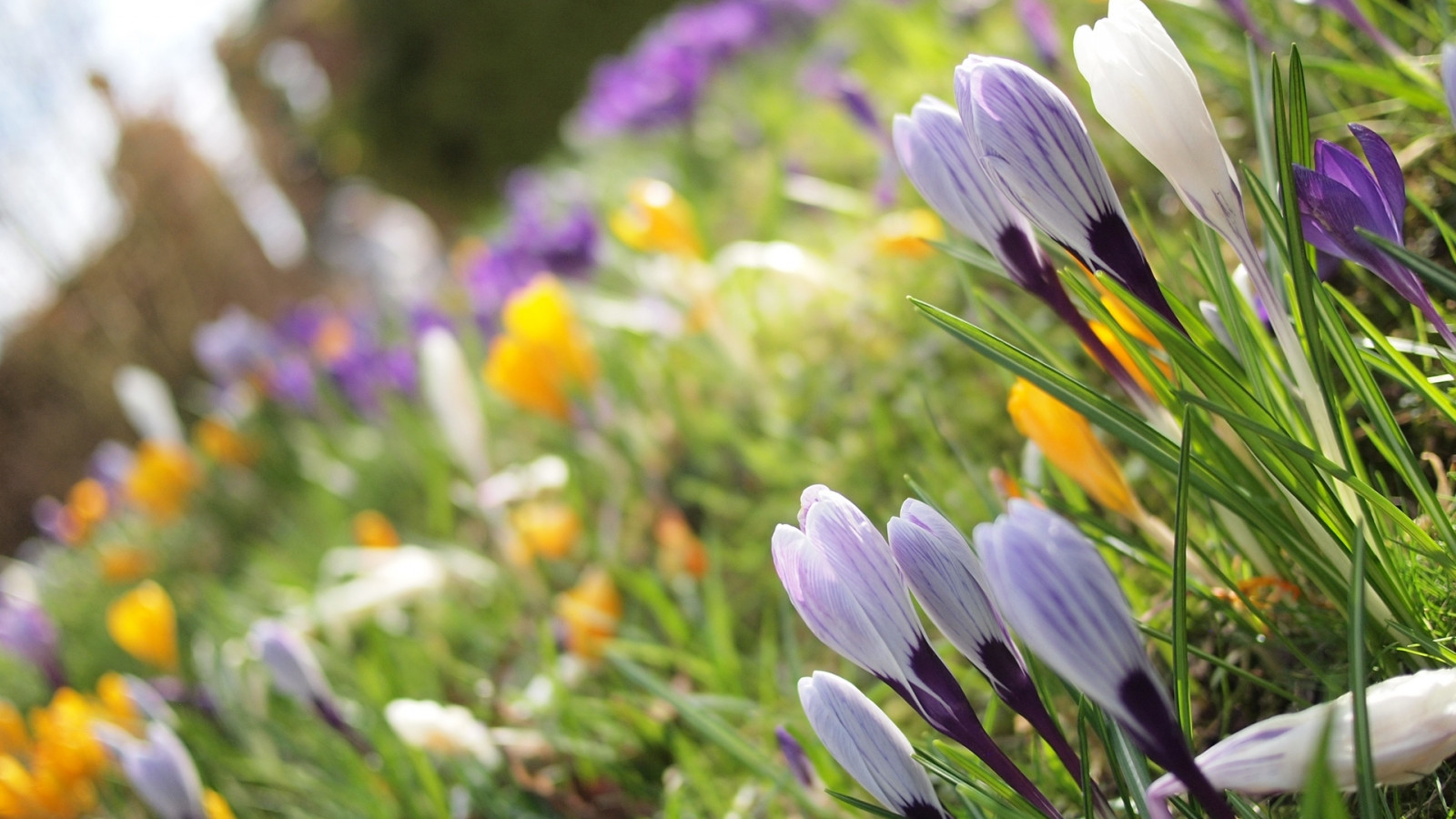 Sfondi : fiori, giardino, natura, erba, piante, petali, fiorire, croco ...