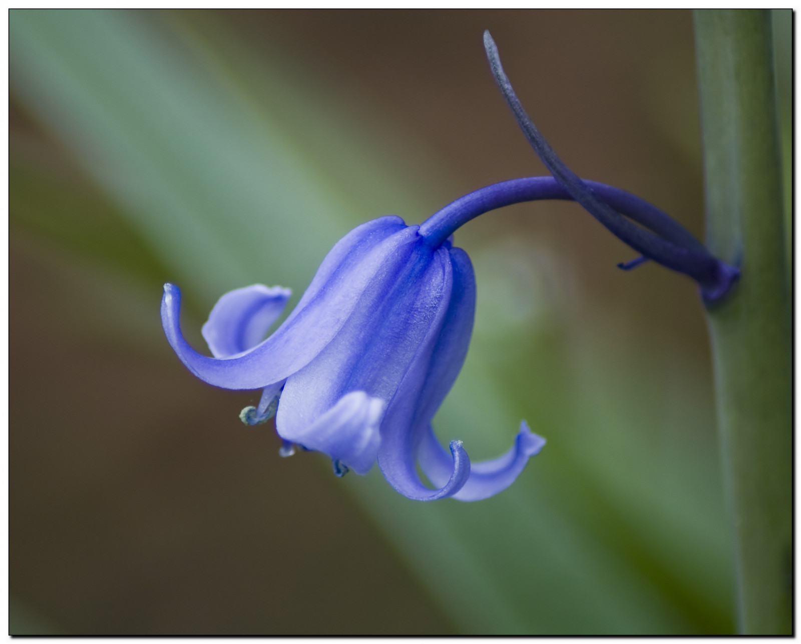 Wallpaper : flowers, blue, flower, macro, nature, closeup, bell, natur ...