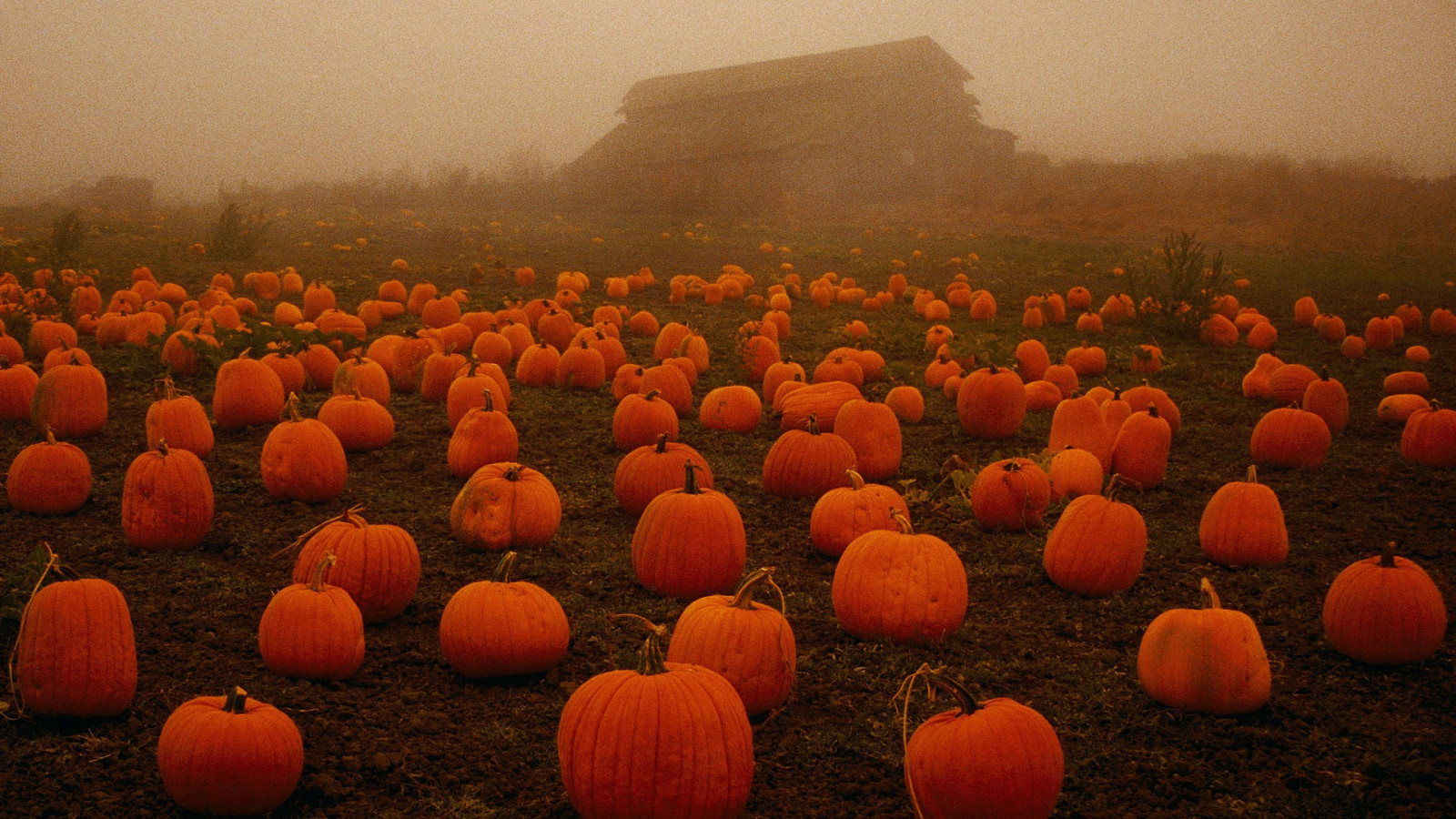 Wallpaper : pumpkin, field, fall, plants, spooky 1920x1080 - phlex0 ...