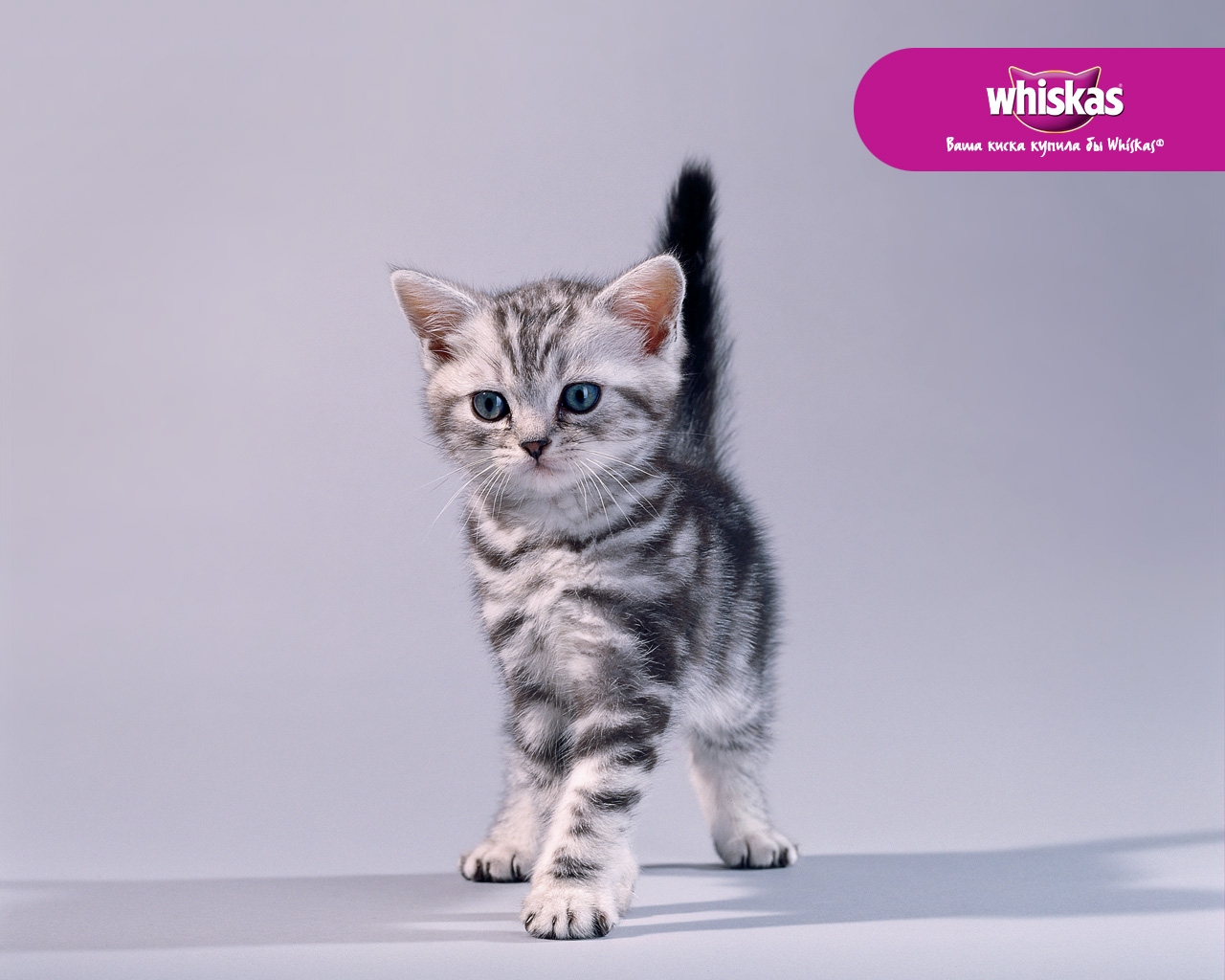 Wallpaper : whiskas, cat, cute, food 1280x1024 - goodfon - 1075186 - HD ...