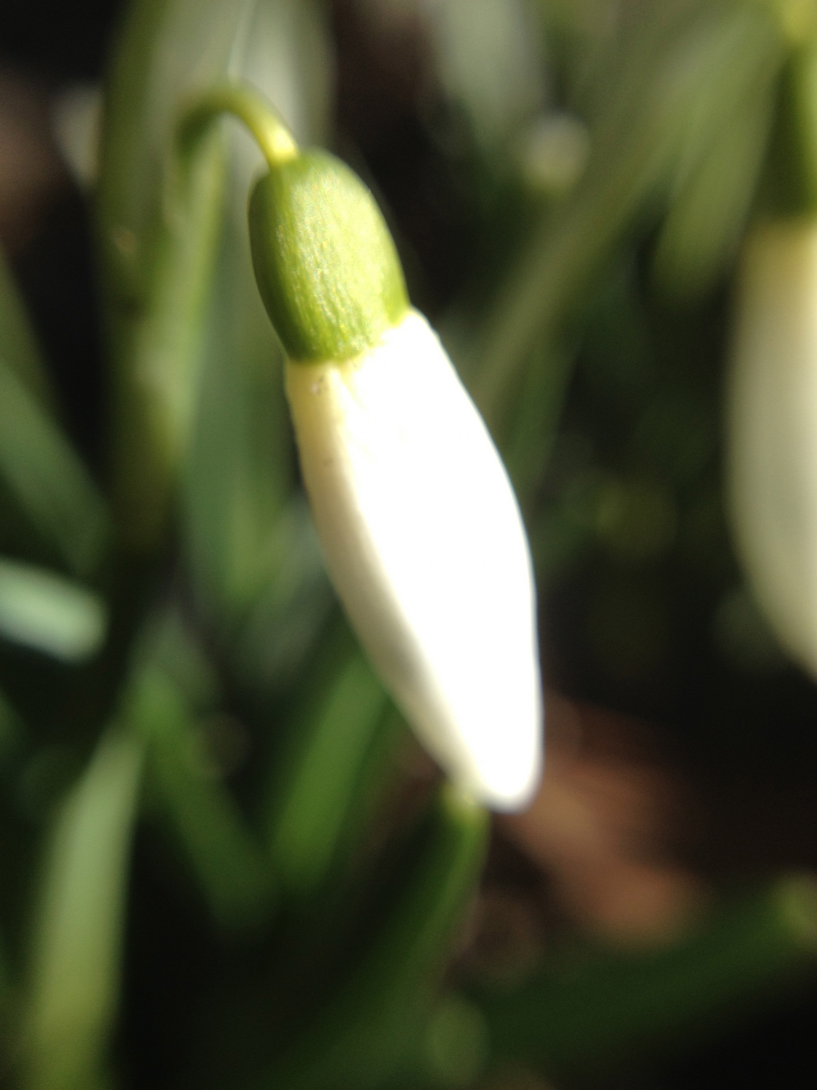 Imagini de fundal : peisaj, natură, iarbă, verde, galben, frunze ...