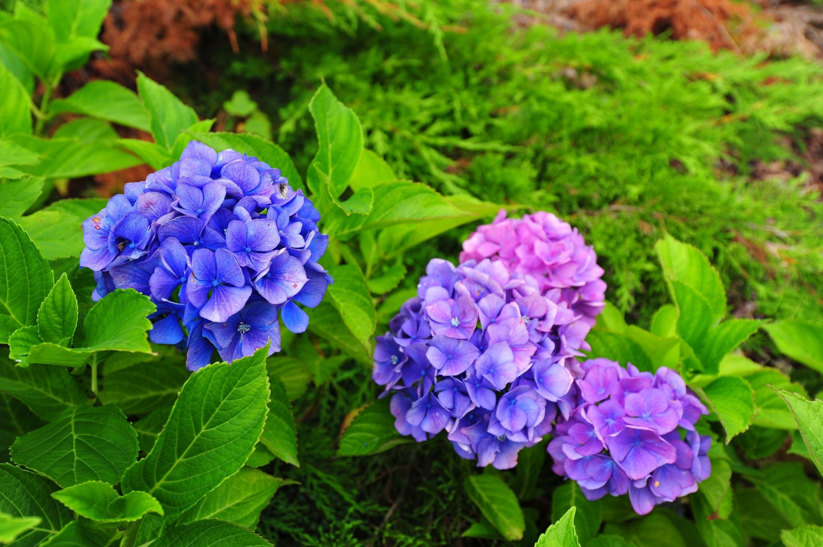 Tapety : hortenzie, květiny, byliny, jehly, zblízka 2128x1416 ...