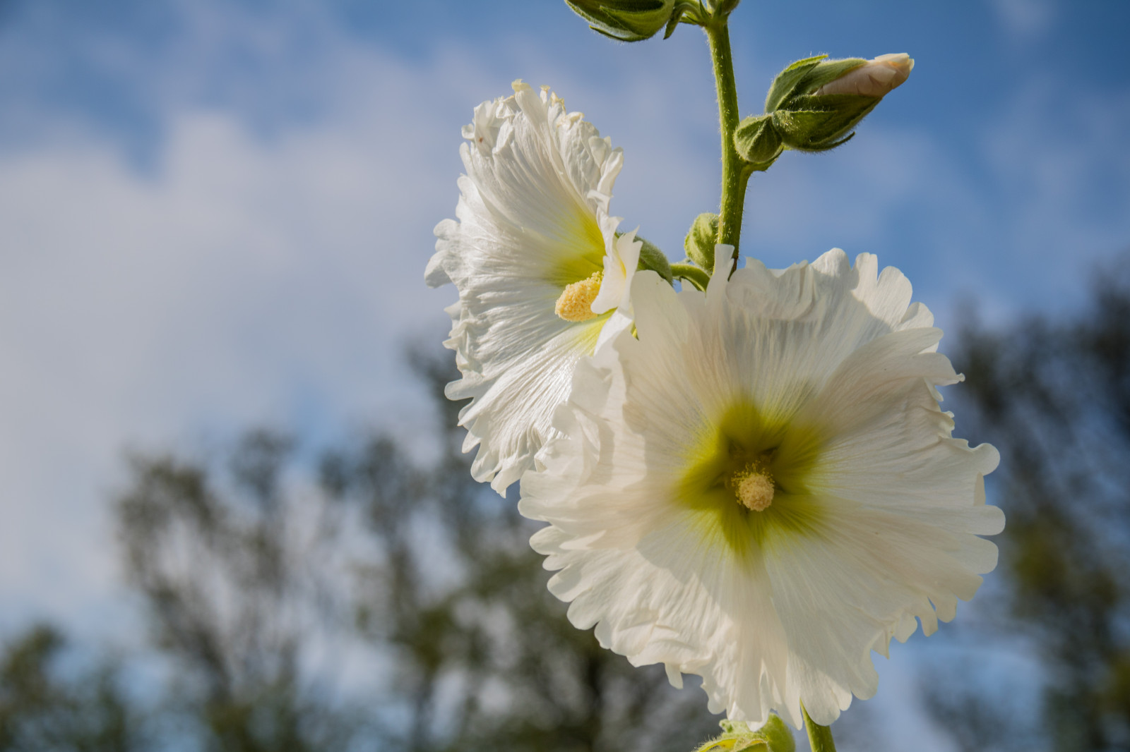 Baggrunde : natur, gul, blomst, narcissus, flora, blomma, malmø ...