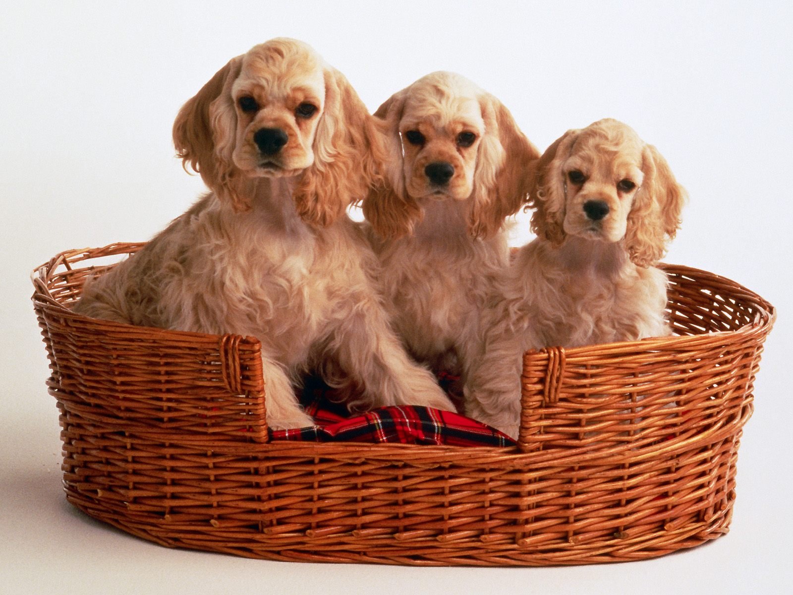 Sfondi : 1600x1200 px, carina, cane, cani, Frendly, animale domestico ...