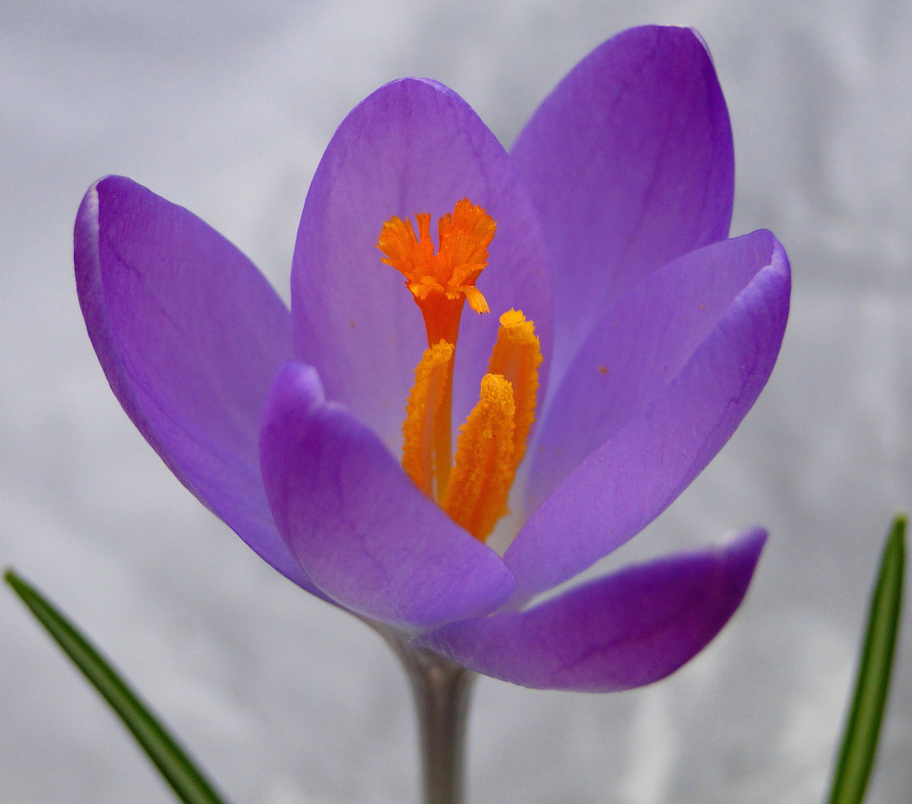 Obrázky na plochu : kvety, príroda, kvet, šafran, kvetina, flóra ...