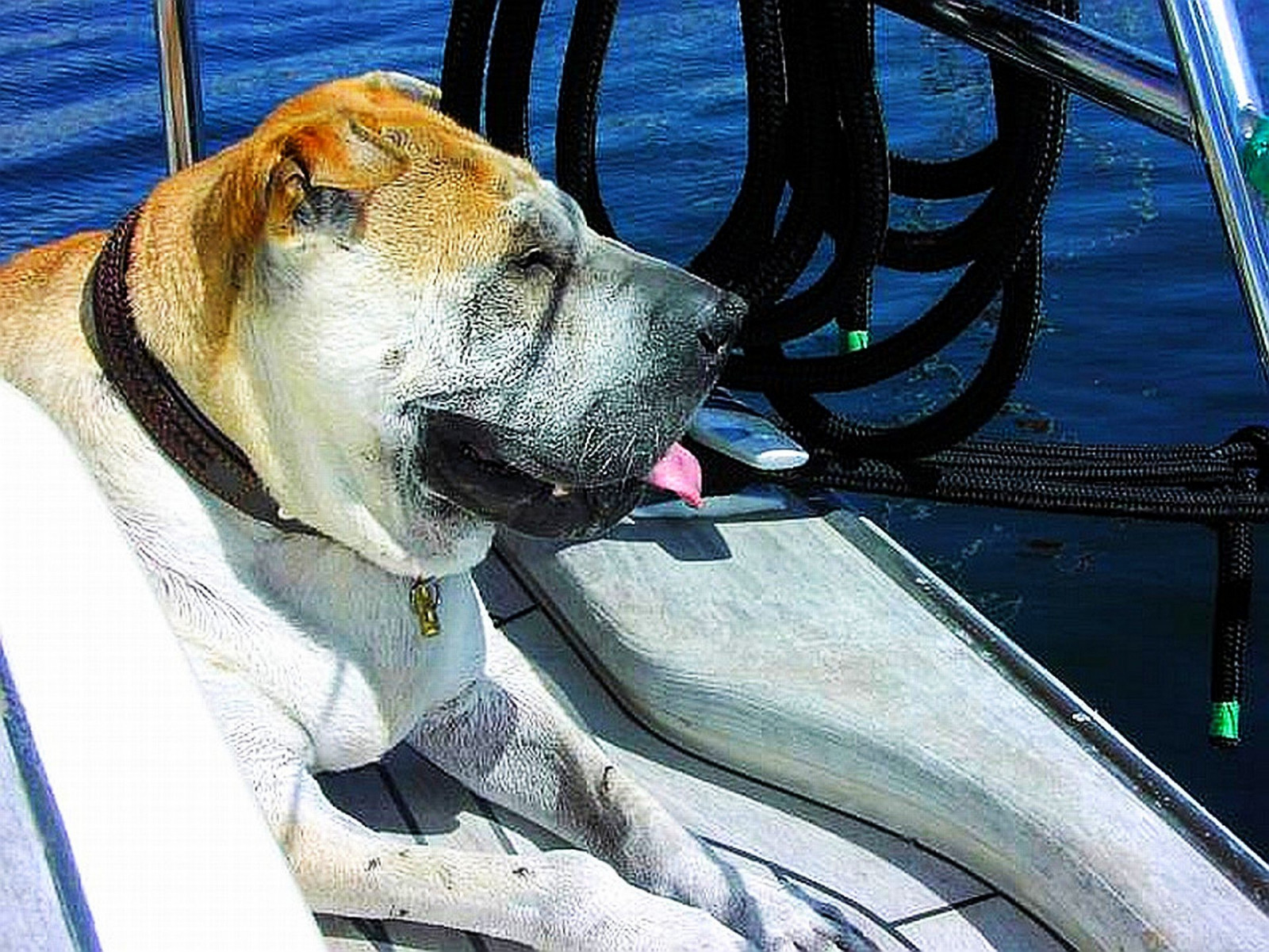 Wallpaper : 1920x1442 px, animal, cut, dog, sharpei 1920x1442 ...