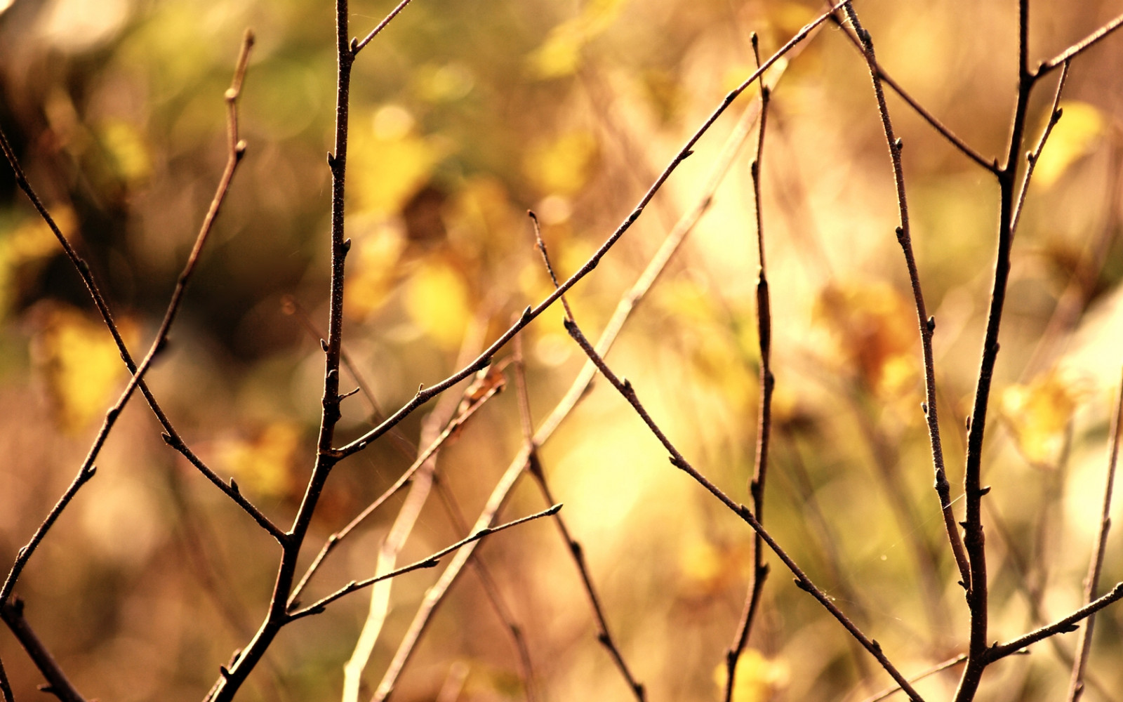Wallpaper : branch, autumn, background 1680x1050 - wallup - 673601 - HD ...