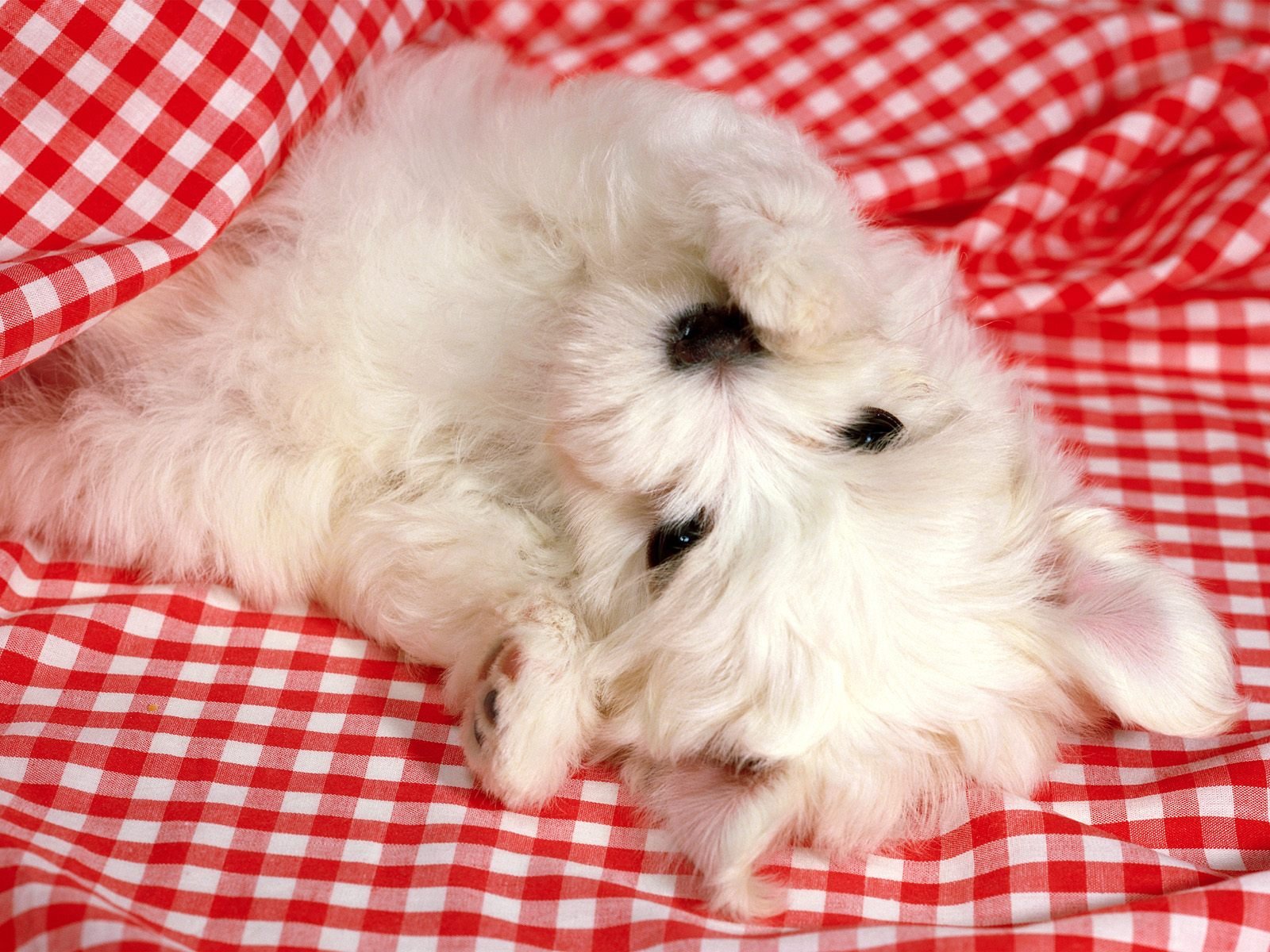 Sfondi : 1600x1200 px, carina, cane, cani, Frendly, animale domestico ...