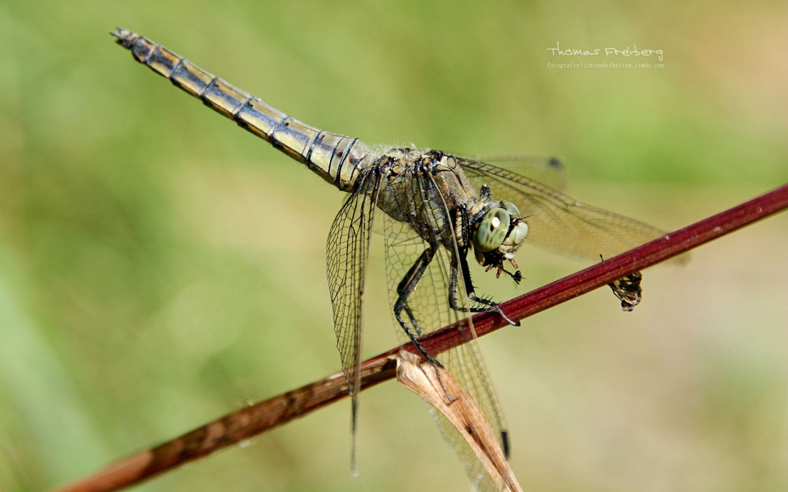 Sfondi : animali, natura, ramo, insetto, libellula, ala, damselfly ...