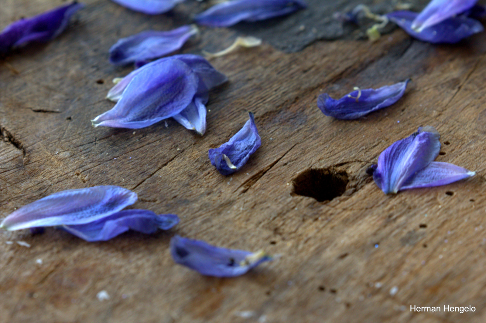 Wallpaper : biru, ungu, Flora, daun bunga, musim semi 5202x3465 ...