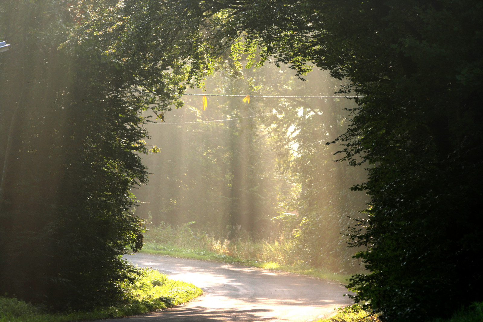 Wallpaper Sunlight Trees Forest Nature Reflection Grass Green