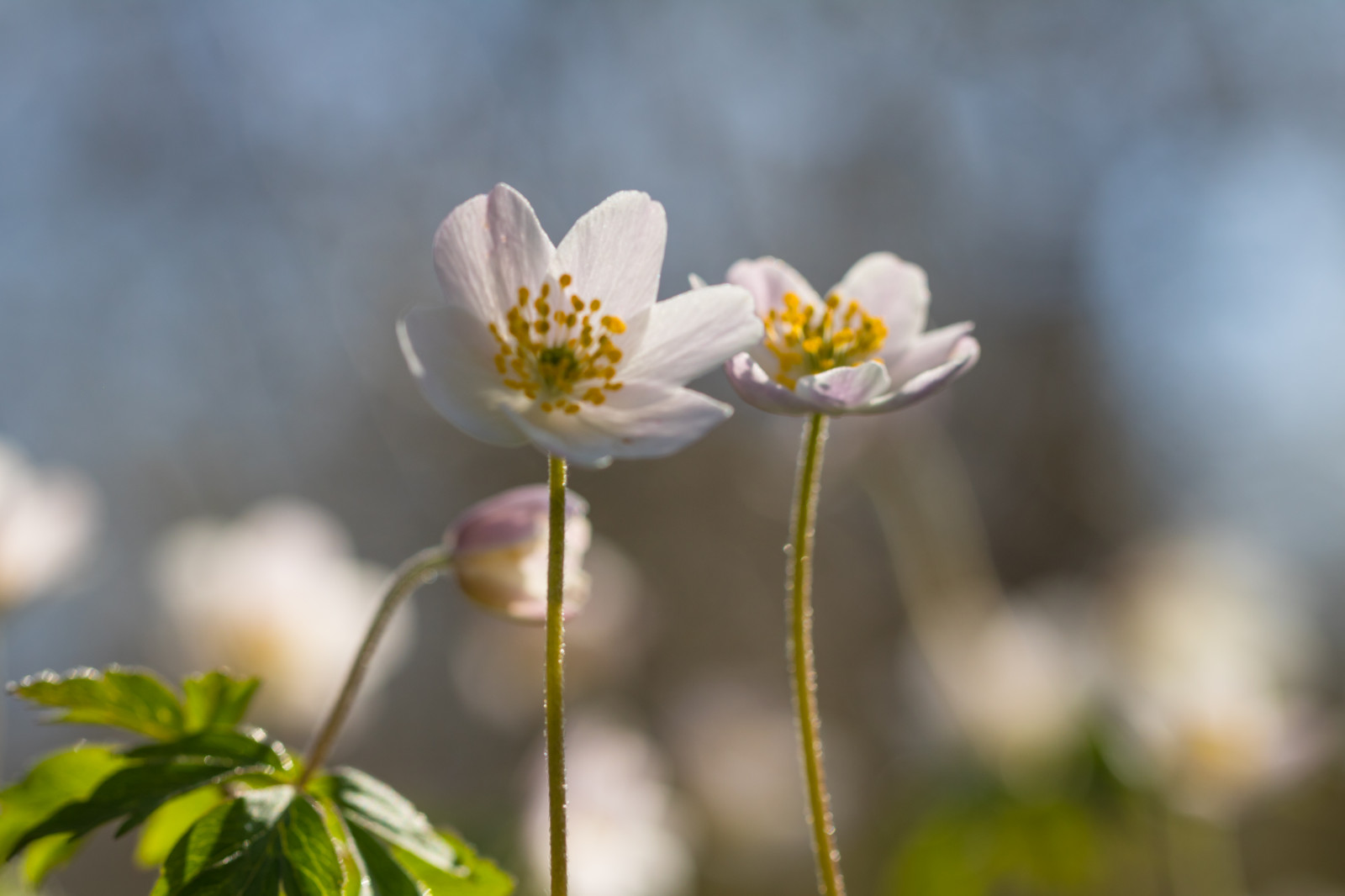 Wallpaper : sunlight, nature, blossom, spring, Anemone, flower, flora ...