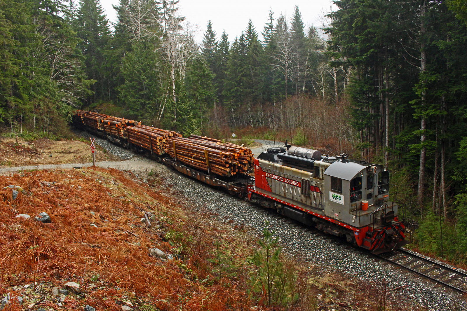 Old Steamtrain Railroad Trees