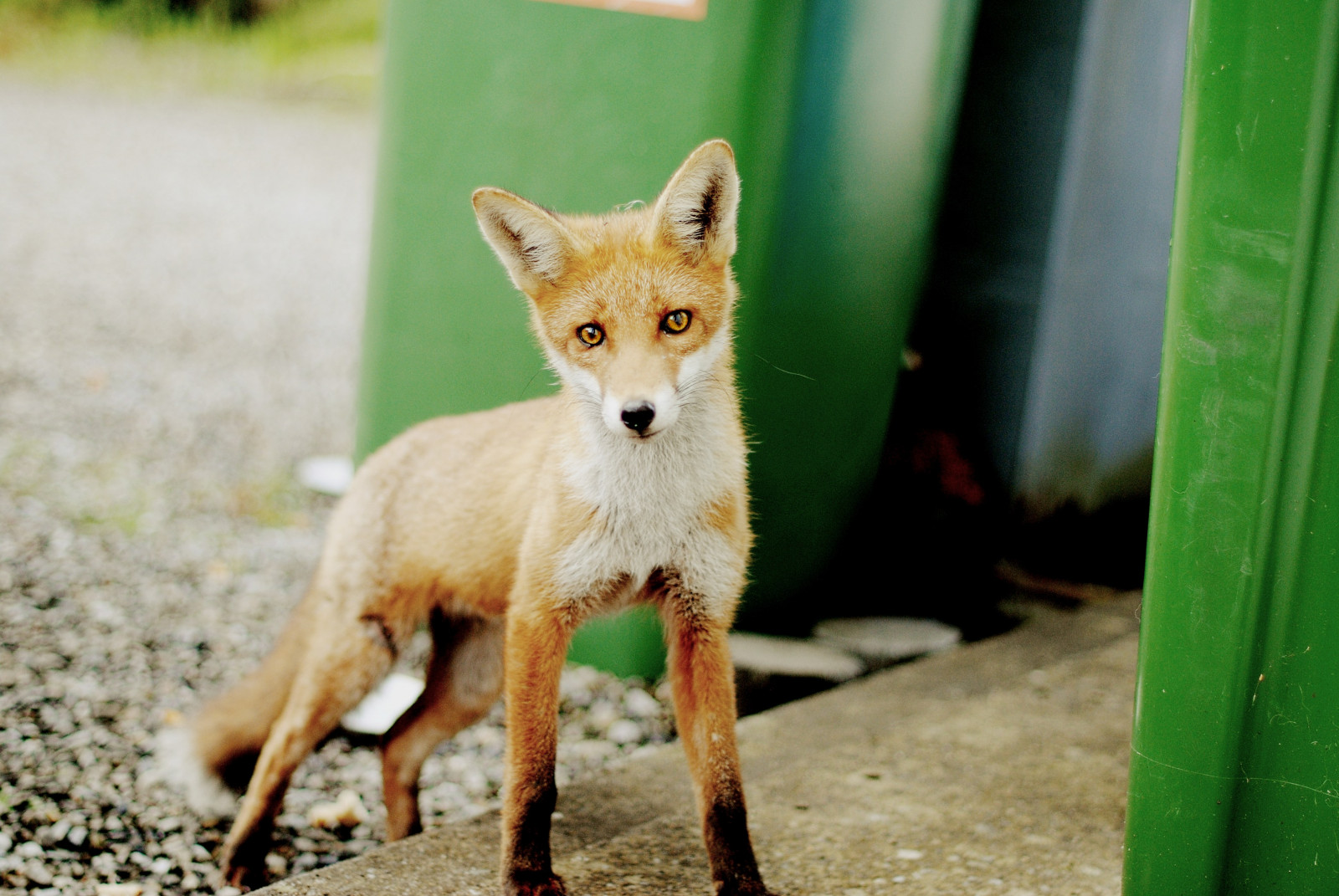 Wallpaper : summer, orange, eyes, fox 3872x2592 - - 967206 - HD ...