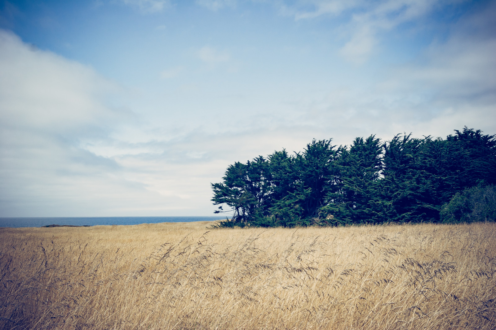 Wallpaper : trees, grass, field, wind 3504x2336 - CoolWallpapers ...