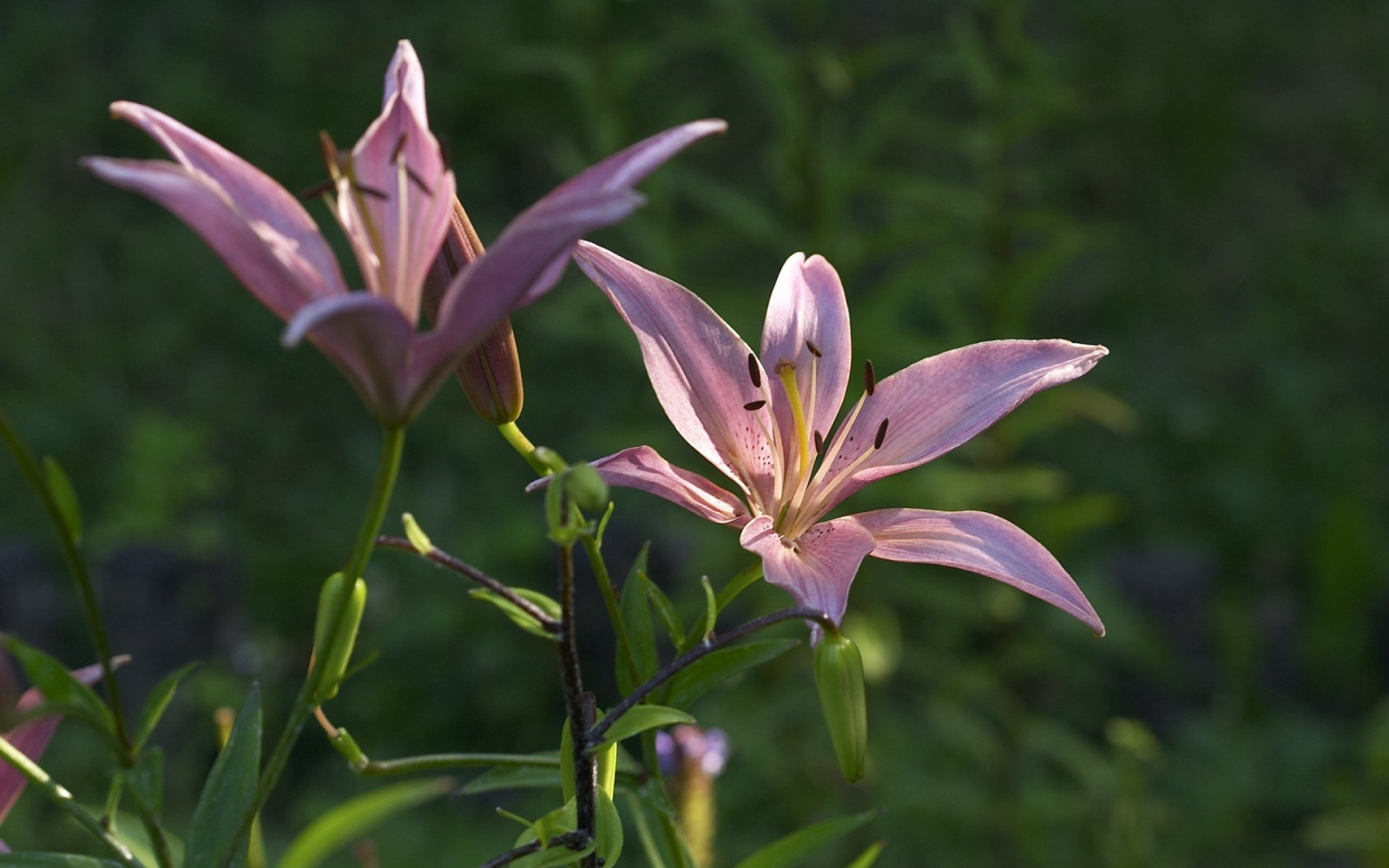 Masaüstü : 1920x1200 piksel, Çiçekler, Zambaklar, doğa, Pembe çiçekler ...