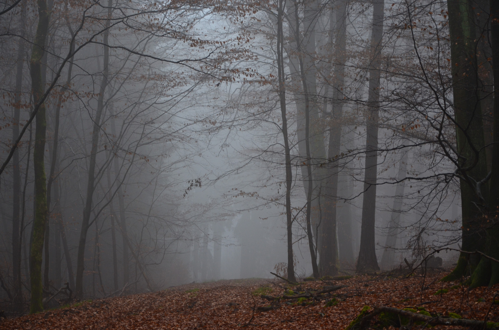 Wallpaper : deutschland, Germany, rheinlandpfalz, rhinelandpalatinate ...