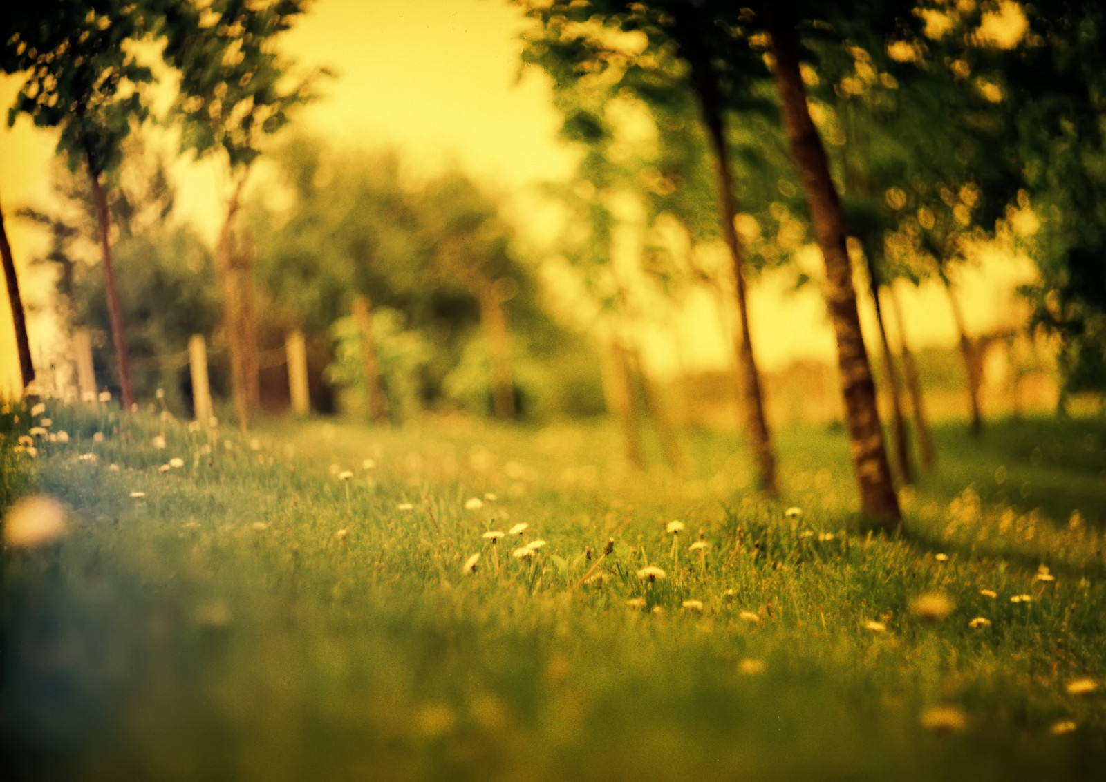 Wallpaper Glade Trees Degradation 2586x1830 CoolWallpapers