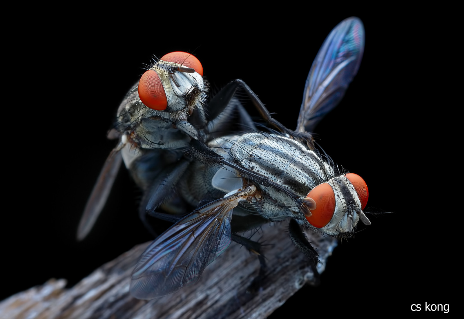 วอลเปเปอร์ : ปีก, แมโคร, บิน, Diptera, แมลงวัน, สัตว์ป่า, ภาพหน้าจอ ...