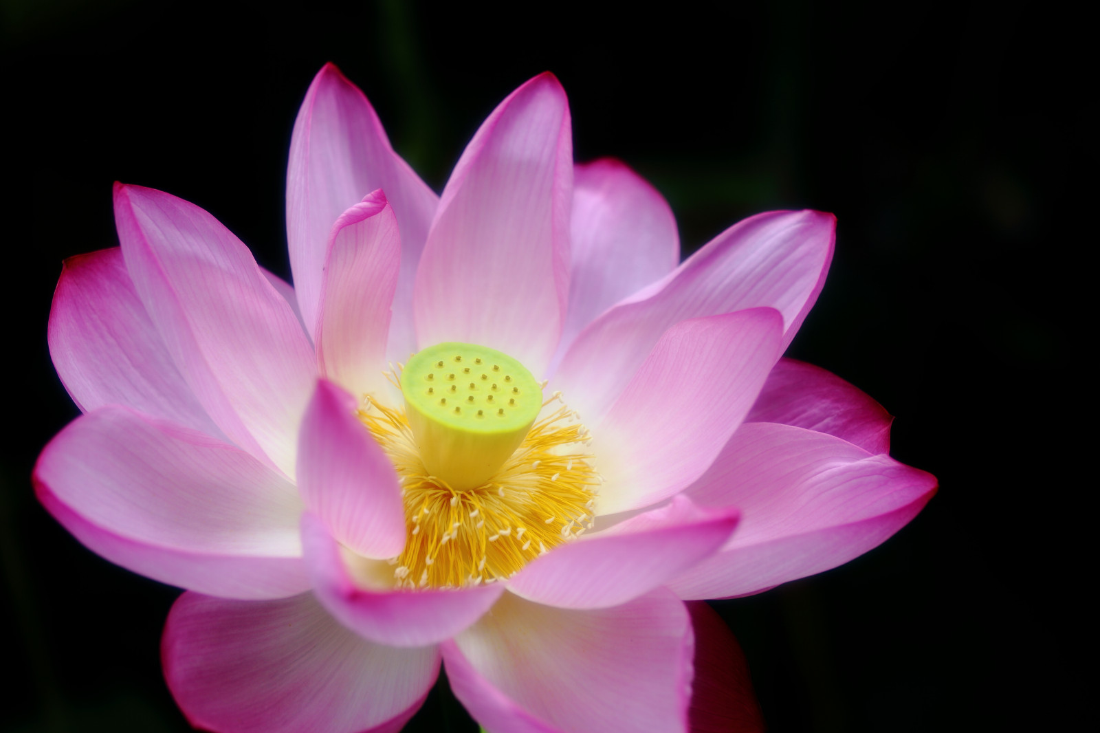 Hình nền : hoa, Hoa sen 5472x3648 - - 1110856 - Hình nền đẹp hd - WallHere