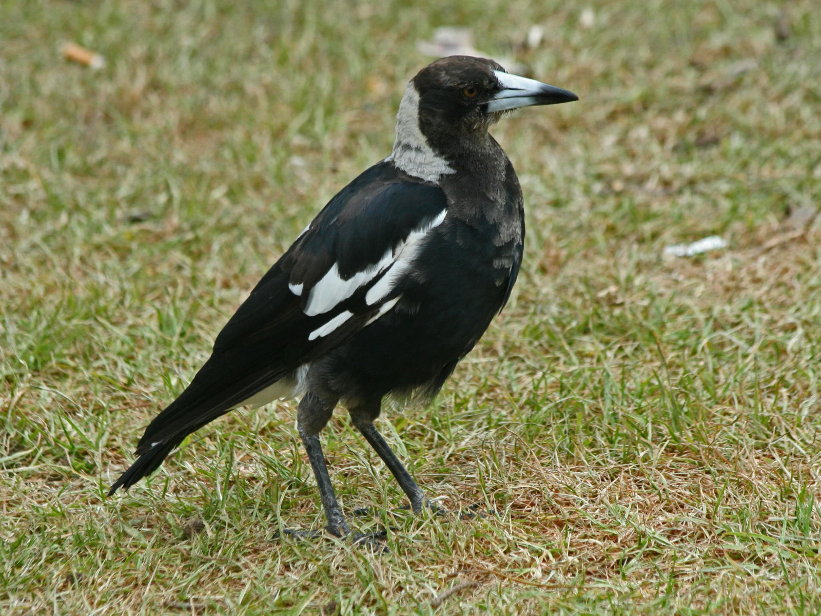 Wallpaper : grass, wildlife, beak, walk, fauna, rook, perching bird ...